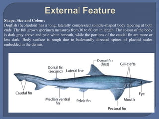 Scoliodon Morphology.pptx