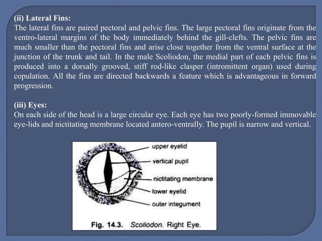Scoliodon Morphology.pptx | Fish and Aquariums | Pets