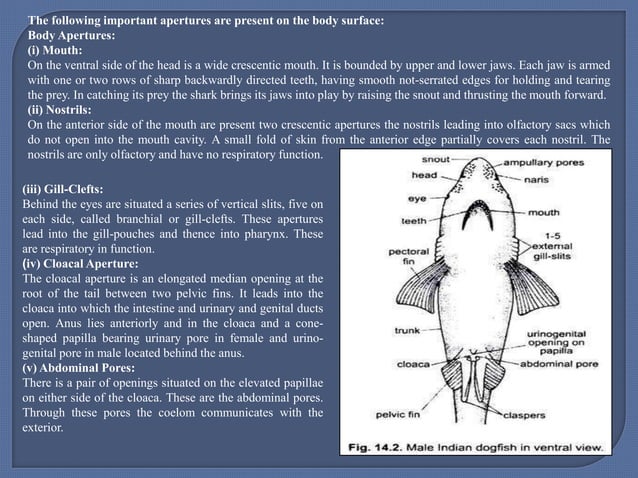Scoliodon Morphology.pptx | Fish and Aquariums | Pets