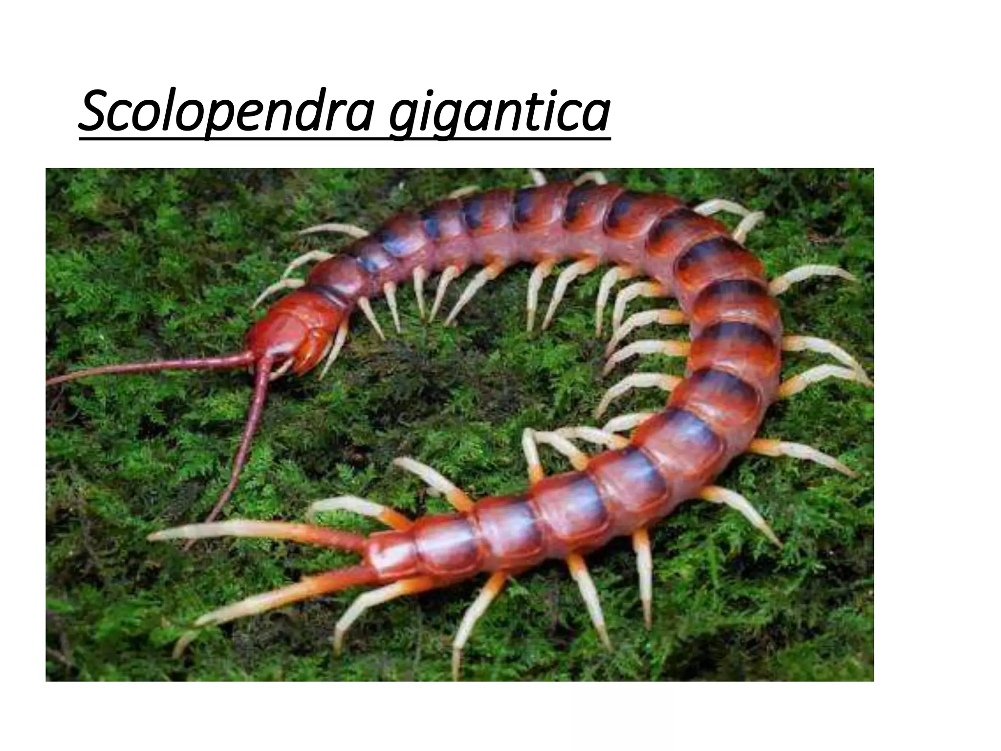 Scolopendra | PPT