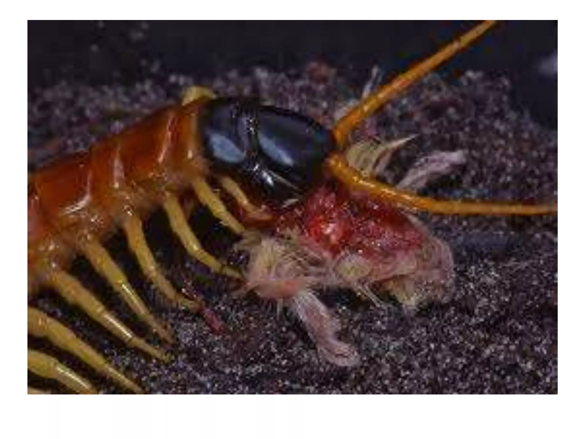 Scolopendra | PPT
