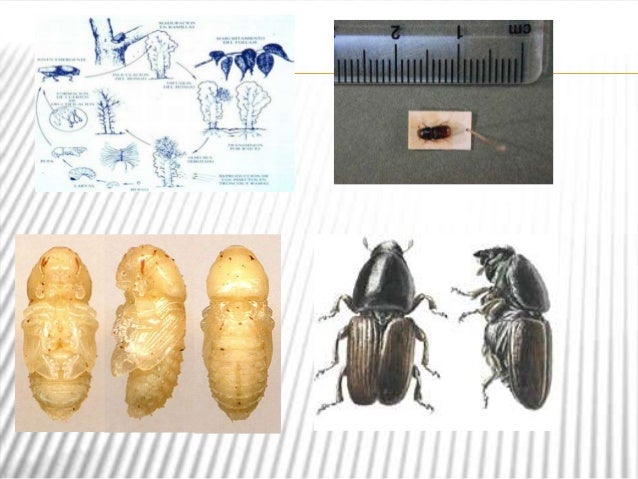 Scolytus sculytus Ismael Rodriguez