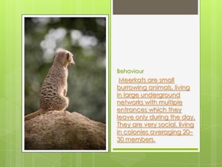Meerkats by Beth | PPTX