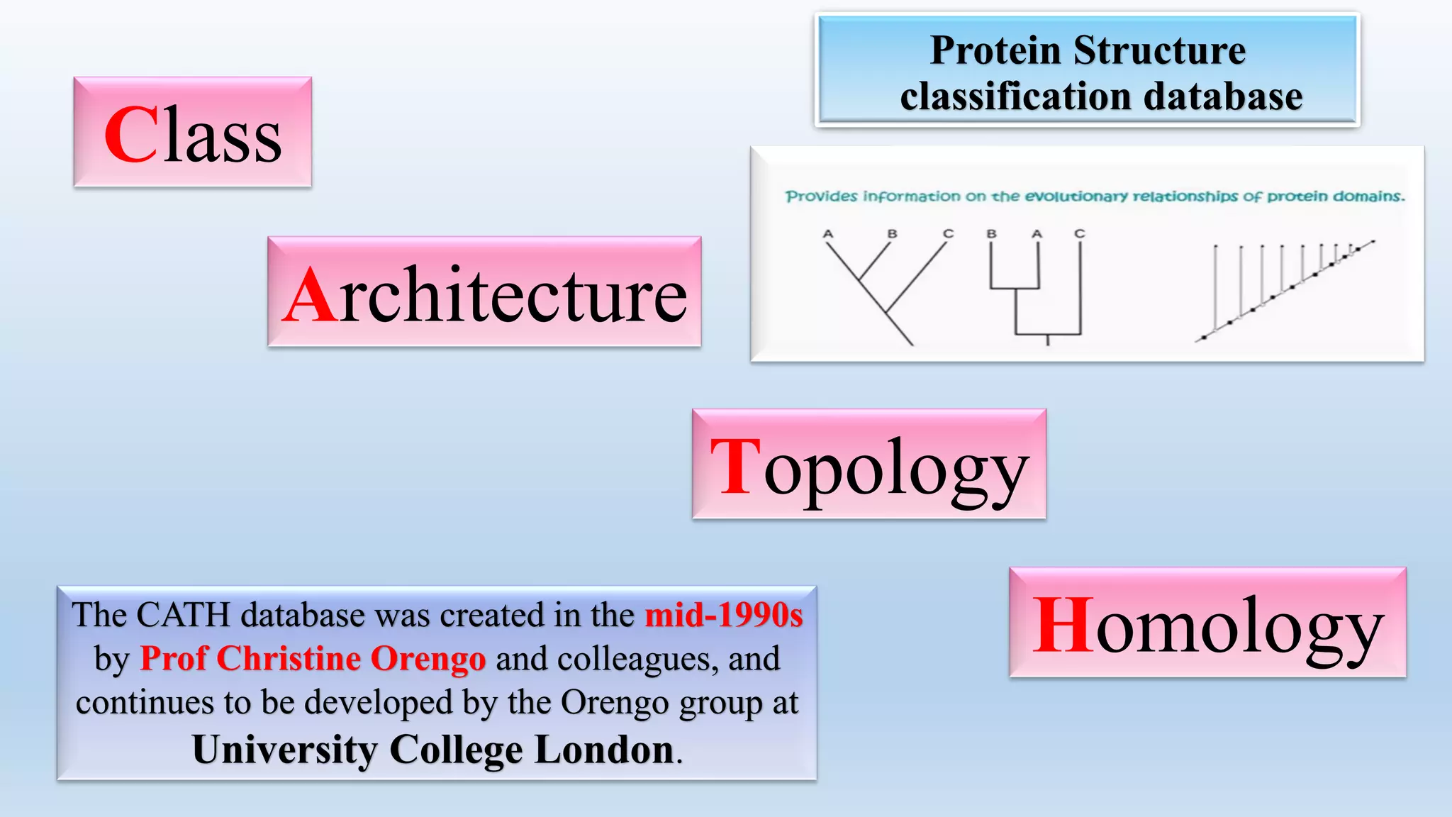 Protein structure classification/domain prediction: SCOP and CATH (Bioinformatics)..pdf