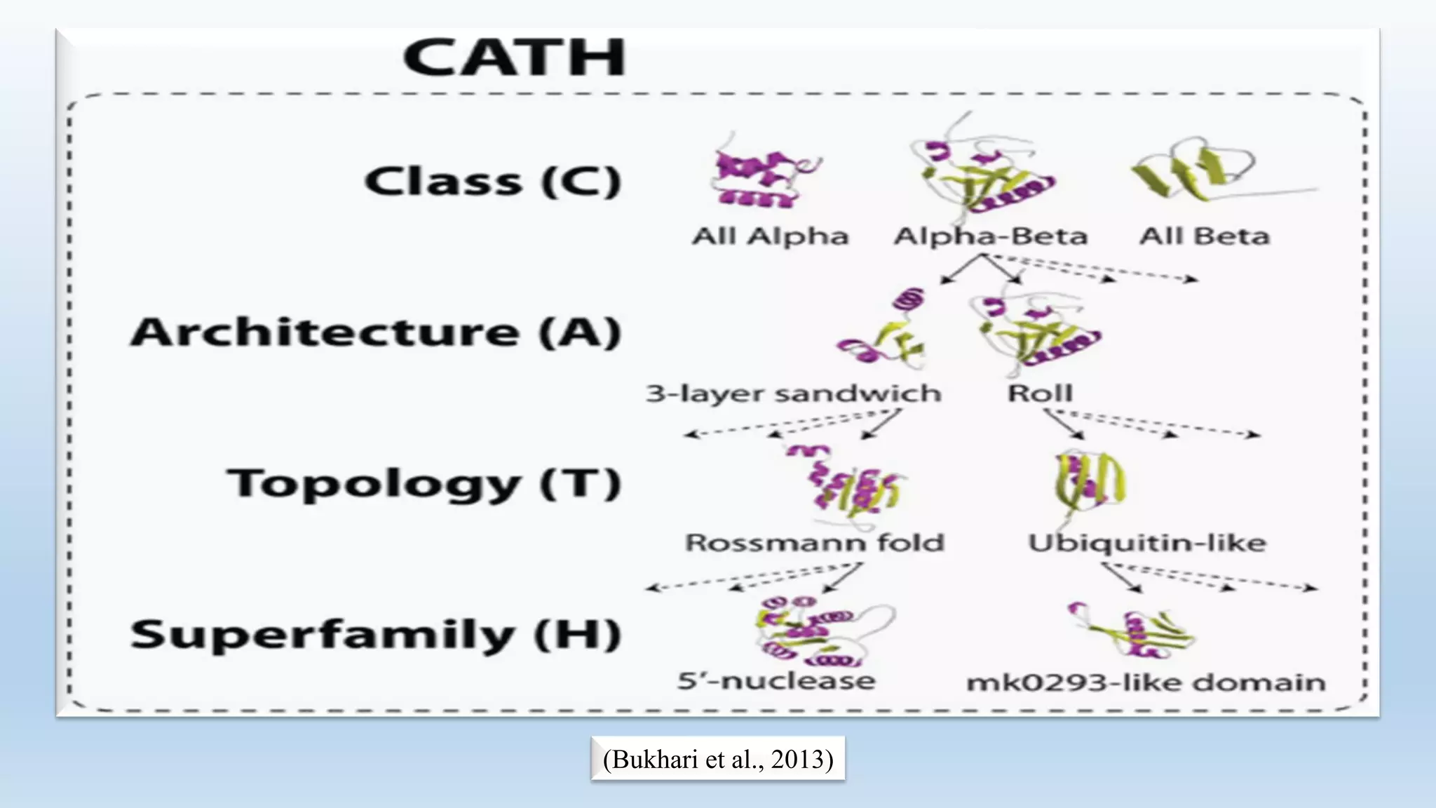 Protein structure classification/domain prediction: SCOP and CATH (Bioinformatics)..pdf