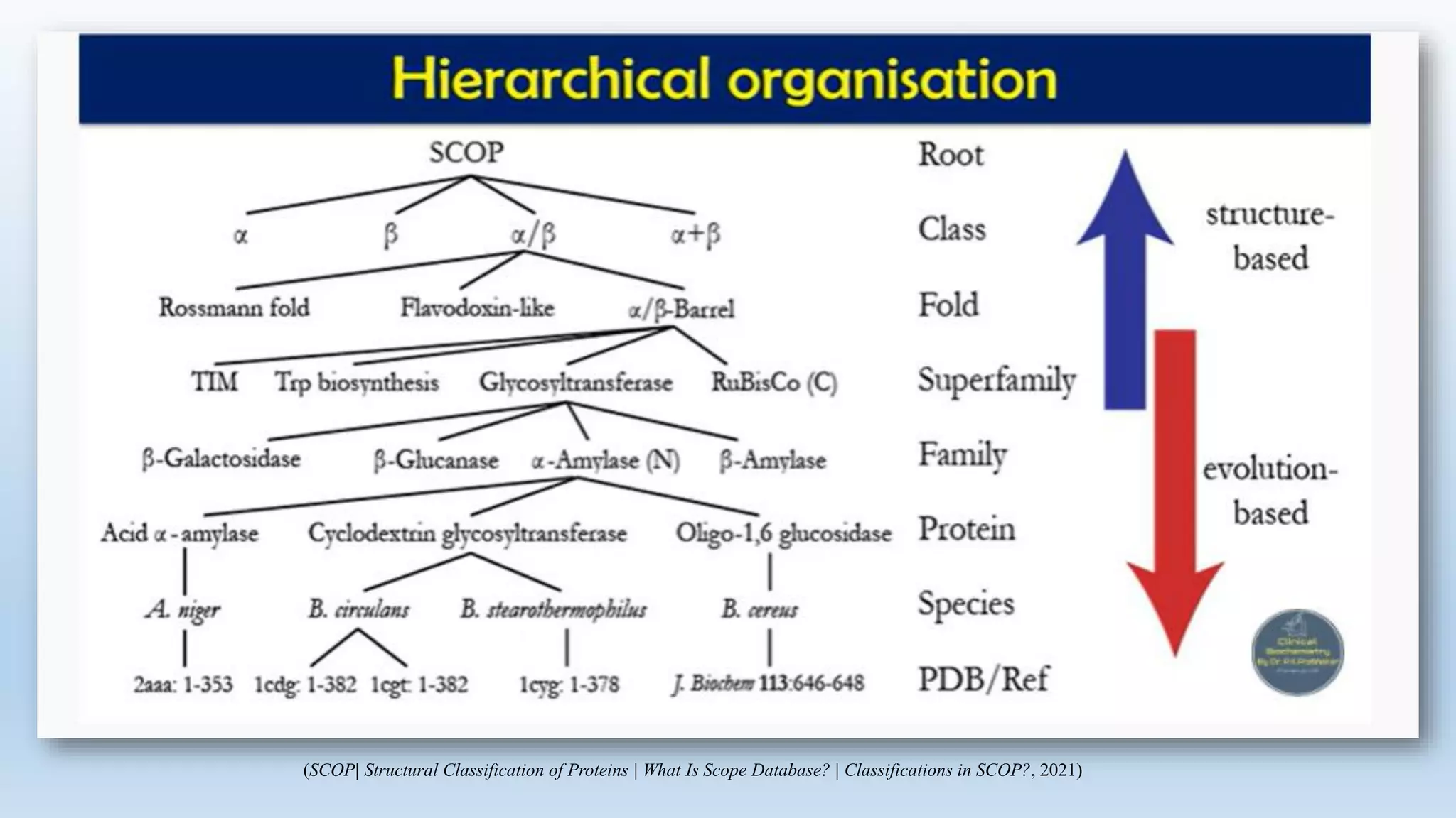 Protein structure classification/domain prediction: SCOP and CATH (Bioinformatics)..pdf