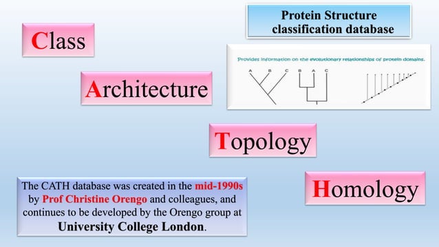 Protein structure classification/domain prediction: SCOP and CATH ...