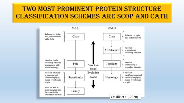 Protein structure classification/domain prediction: SCOP and CATH (Bioinformatics)..pdf