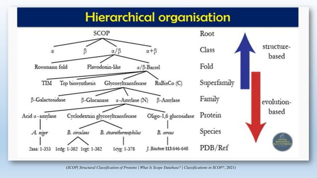 Protein structure classification/domain prediction: SCOP and CATH (Bioinformatics)..pdf