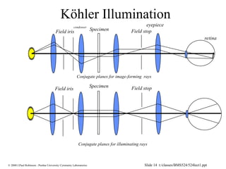 Microscopy flourescent staining techniques | PPT
