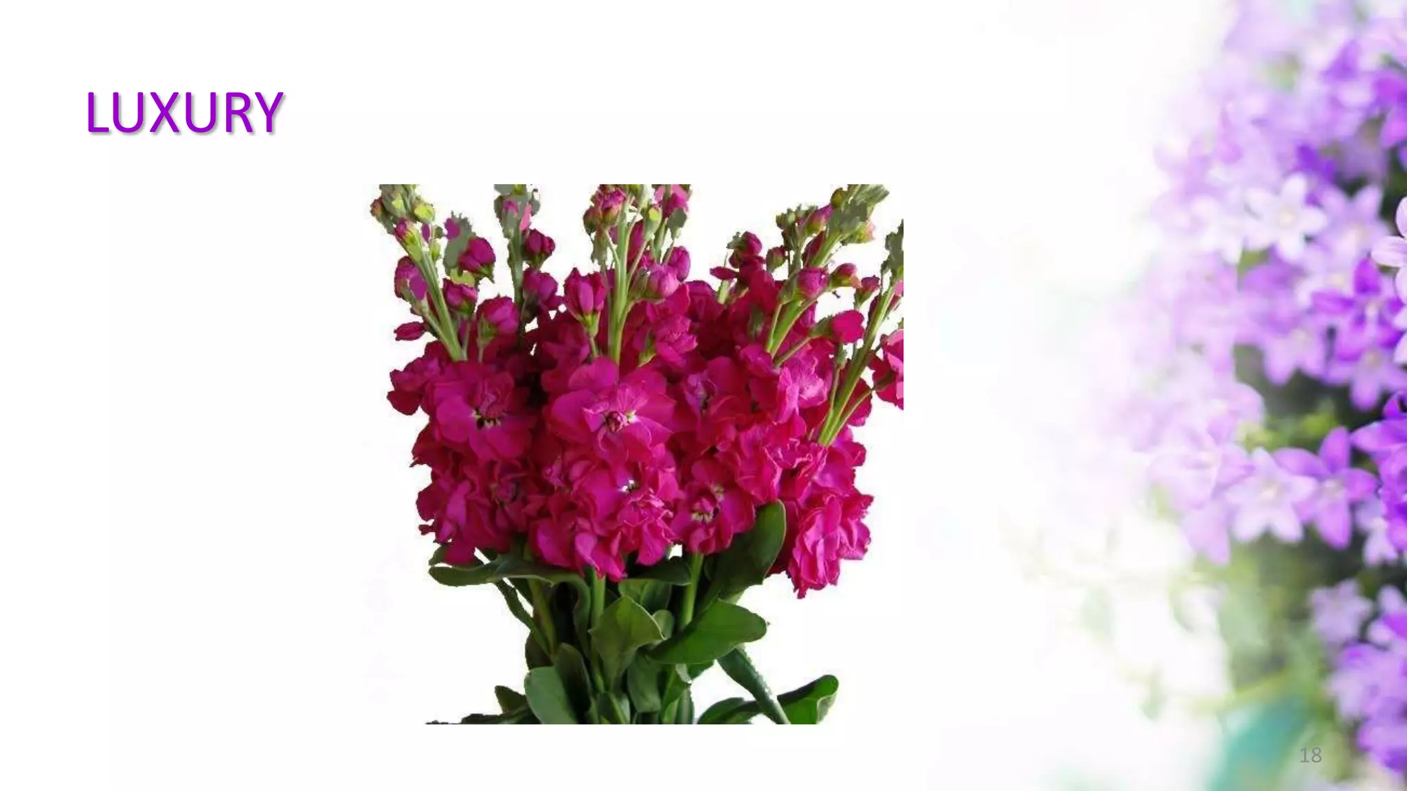 Scope and of floriculture in india | PPTX