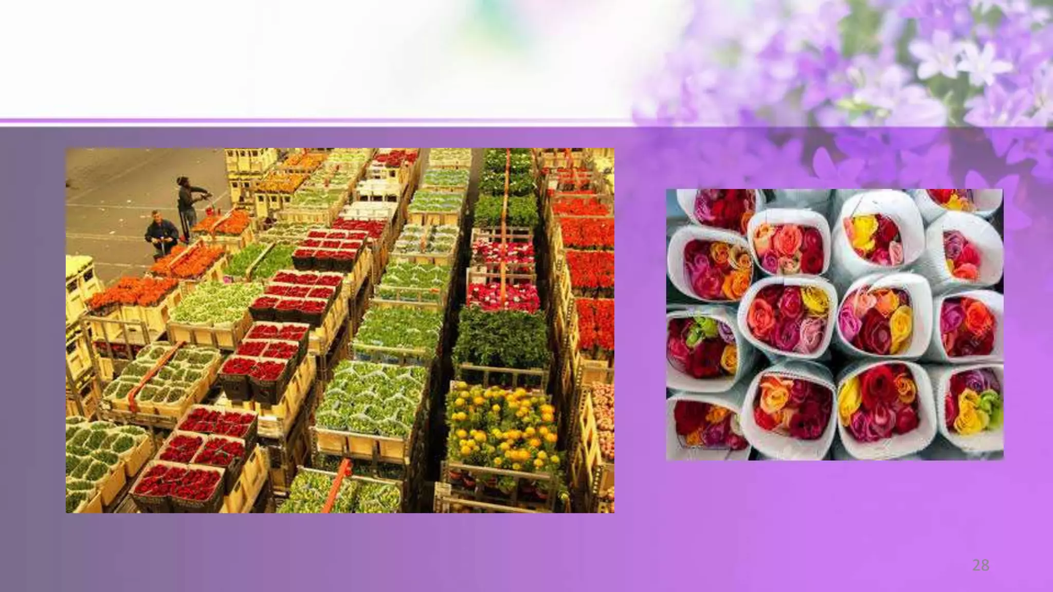Scope and of floriculture in india | PPTX