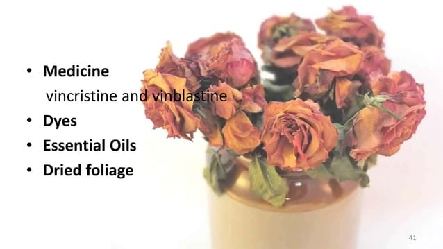 Scope and of floriculture in india | PPTX