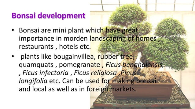 Scope and of floriculture in india | PPTX