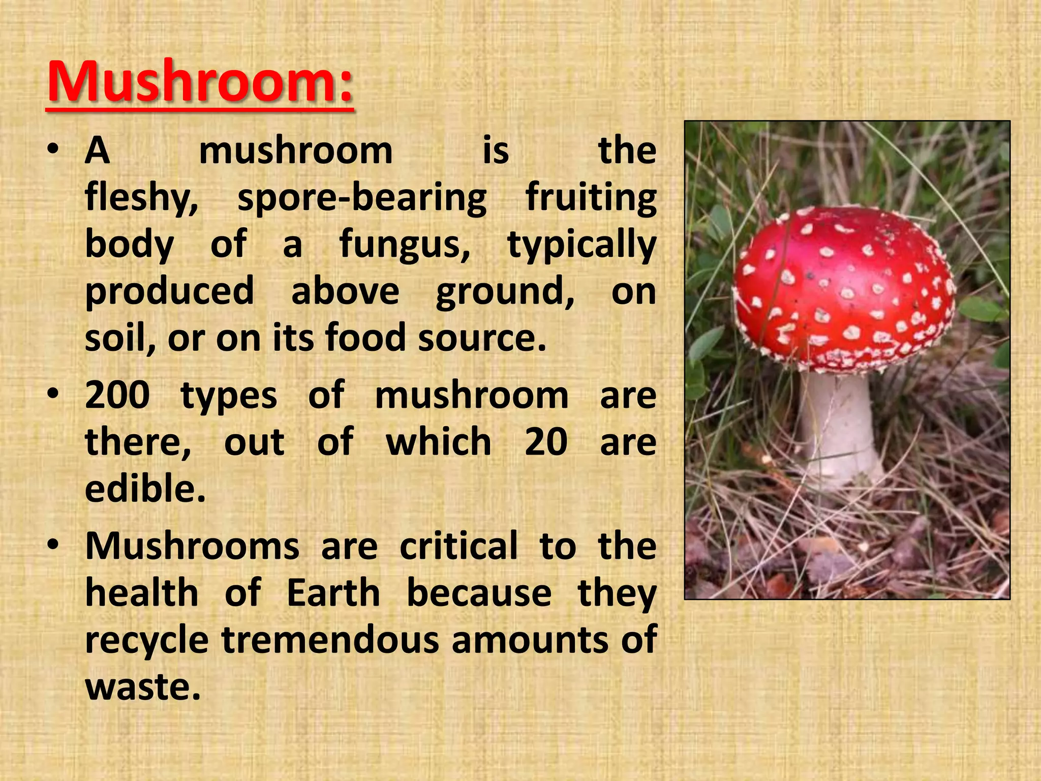 Scope and importance of mushroom | PPTX