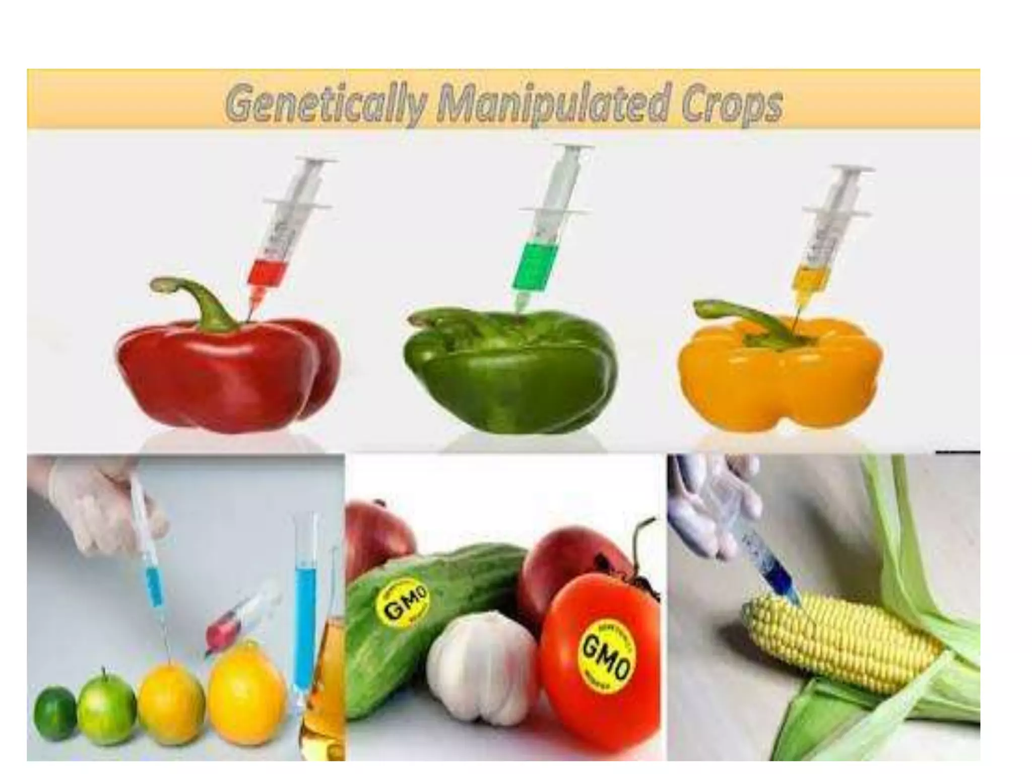 Scope of GM crops in india | PPTX