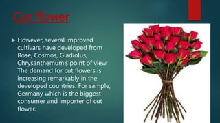 scope of Ornamental Crops.pptx