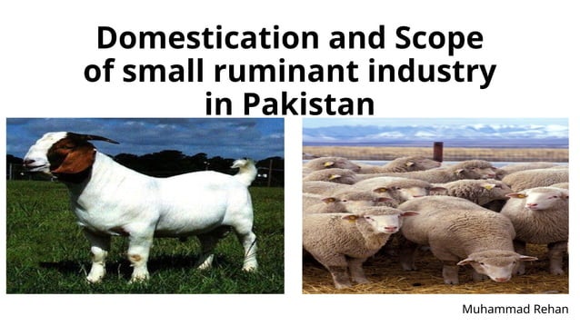Scope of Small Ruminants & benefits Lecture | PPTX | Agriculture ...