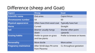 Scope of Small Ruminants & benefits Lecture | PPTX