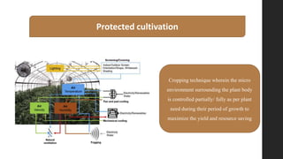 Scope Of Vegetable Seed Production Under Protected Cultivation.pptx