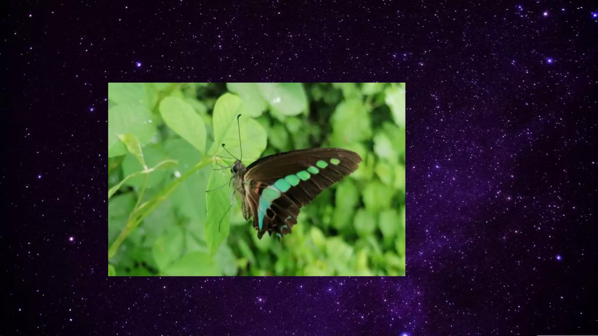 Scope of zoology | PPTX