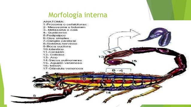 Scorpionida by Erick Alejandro & Richard Parker