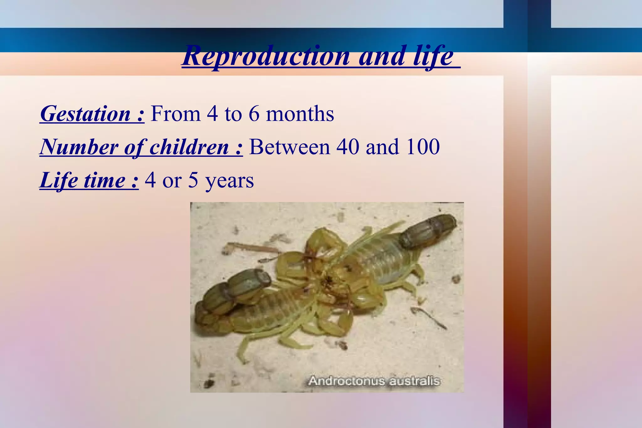 Scorpion | ODP