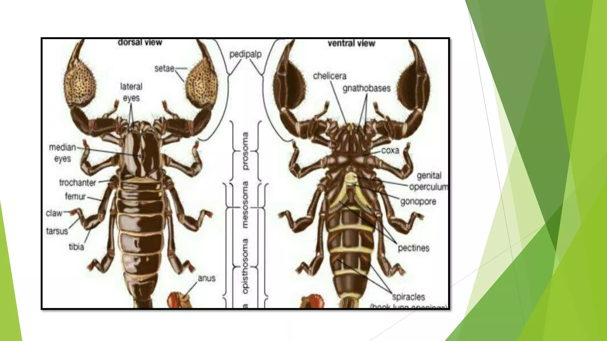 Scorpion | PPTX