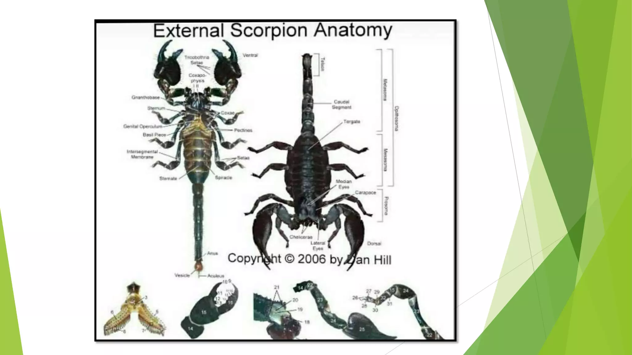 Scorpion | PPTX