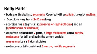 scorpion anatomy for biology section .pptx