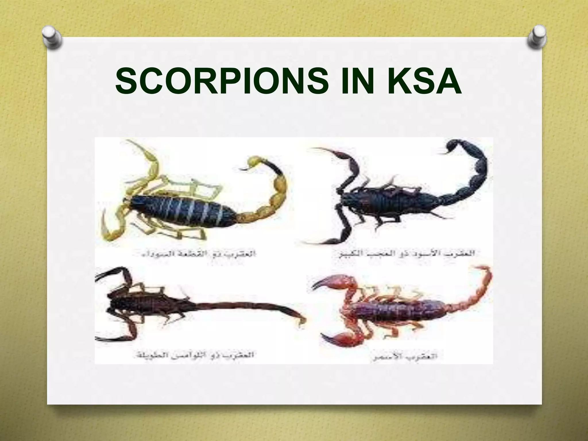 Scorpion envenomation copy | PPTX