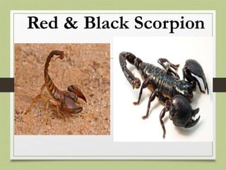 Scorpion Poisoning - Rivin | PPTX
