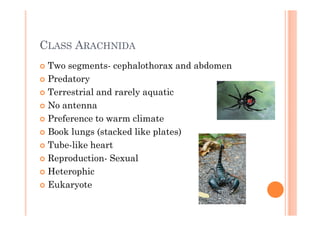 Scorpions | PDF