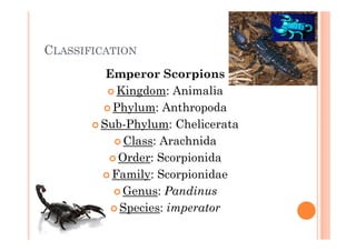 Scorpions | PPT