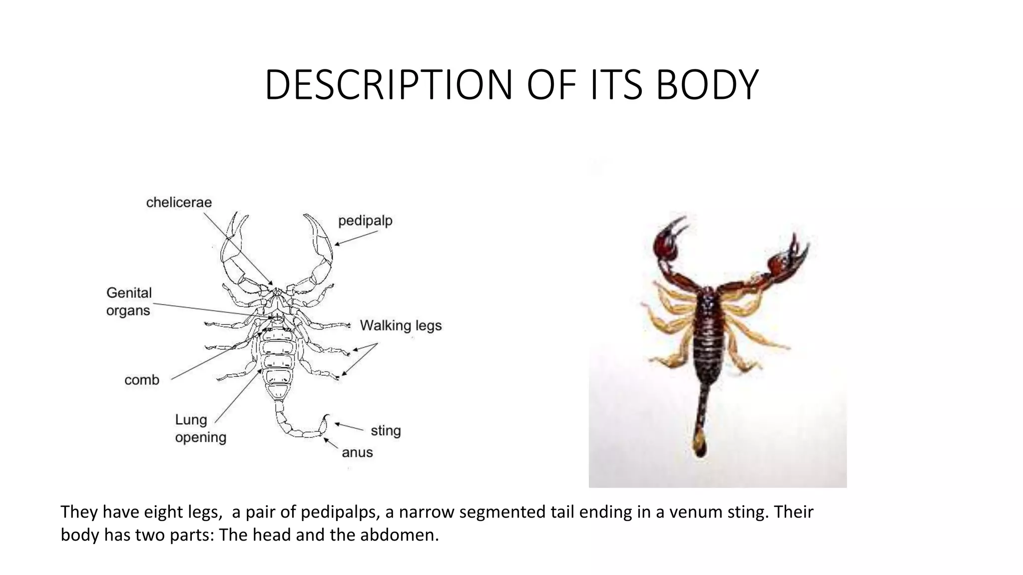 Scorpions | PPTX