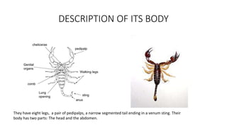 Scorpions | PPTX