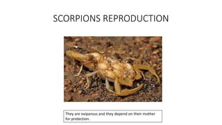 Scorpions | PPT