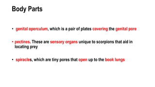 Scorpions | PPTX