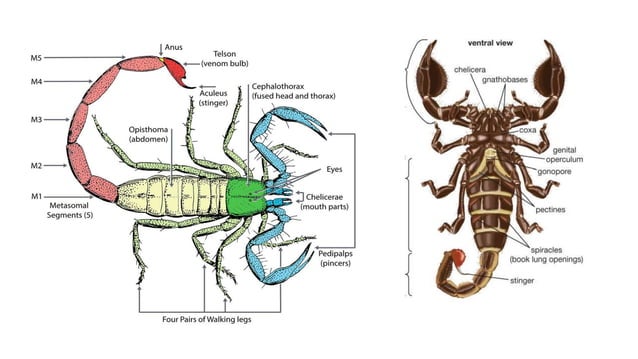 Scorpions | PPTX | Diseases and Conditions | Medical Health