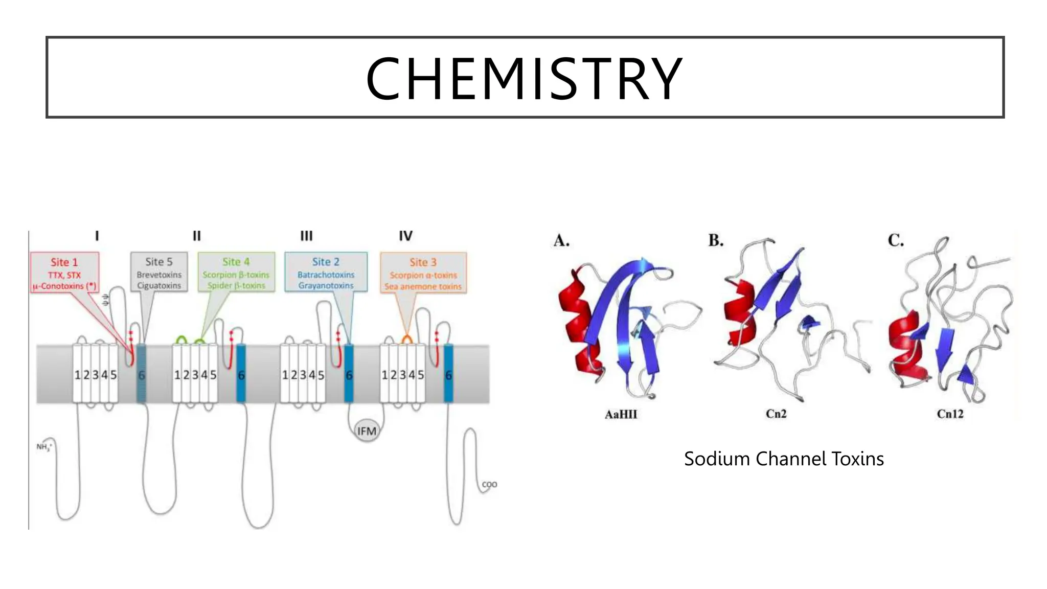 Scorpions and the Pharmacology behind Scorpion Bites | PPTX