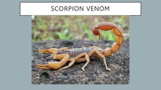 Scorpions and the Pharmacology behind Scorpion Bites | PPTX