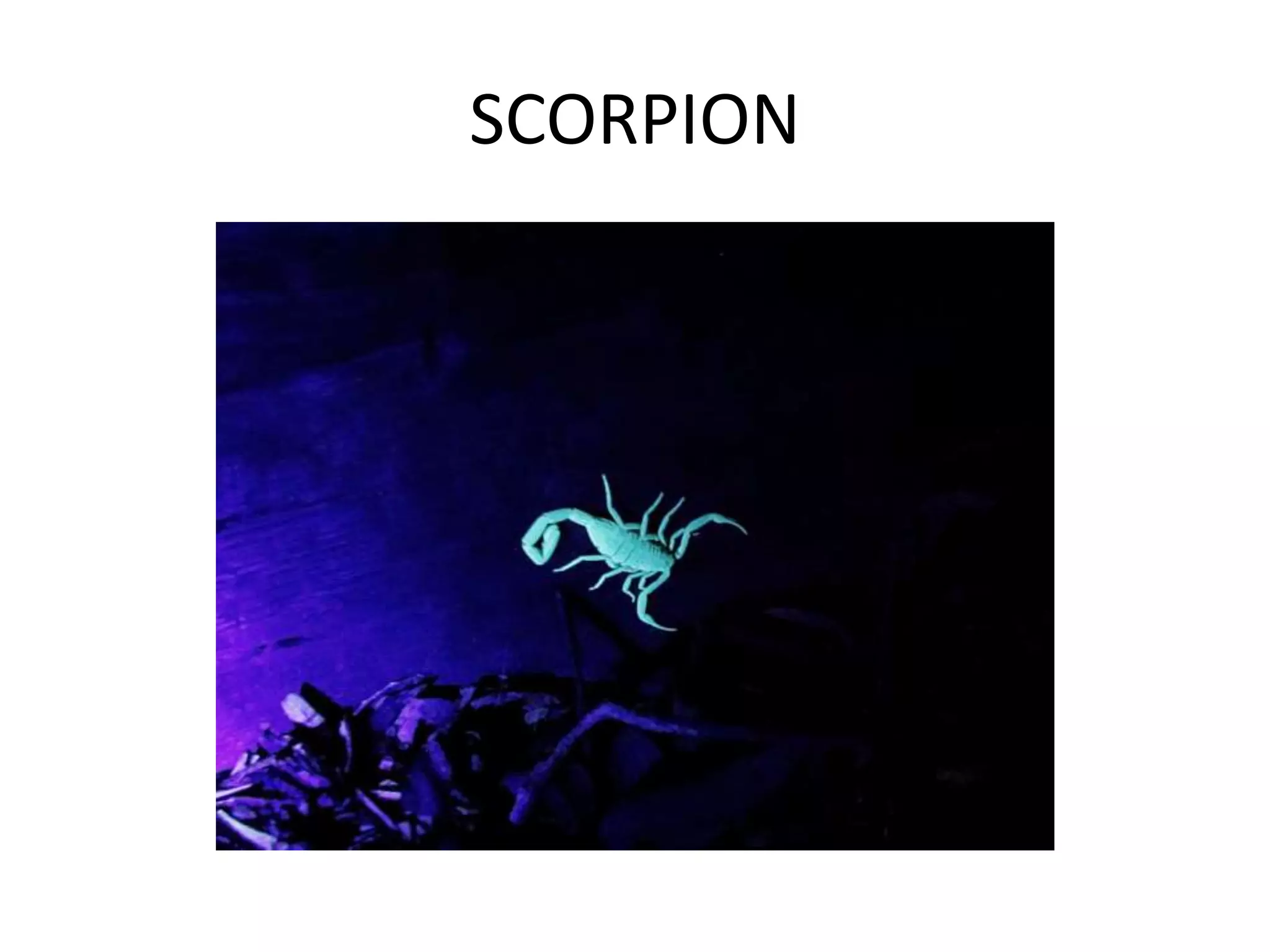 Scorpion sting | PPTX