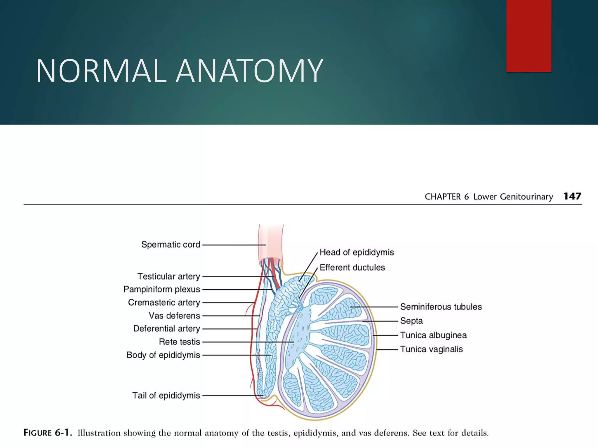 Scortal Ultrasound | PPTX