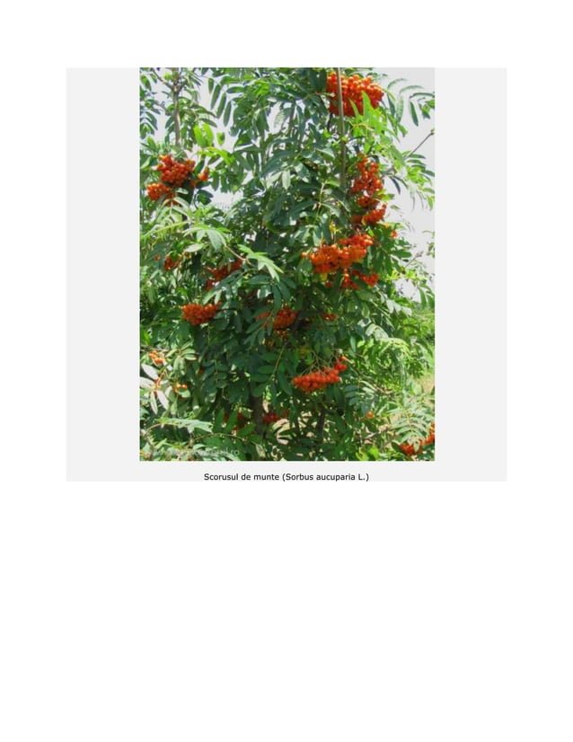 Scorus de munte | DOCX