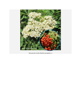 Scorus de munte | DOCX