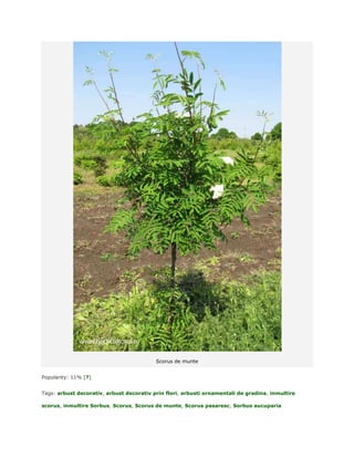 Scorus de munte | DOCX