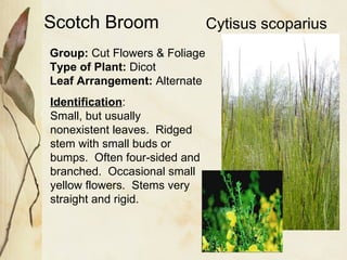 Scotch Broom Show | PPT