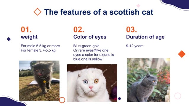 scottish cat.pptx | Cats | Pets