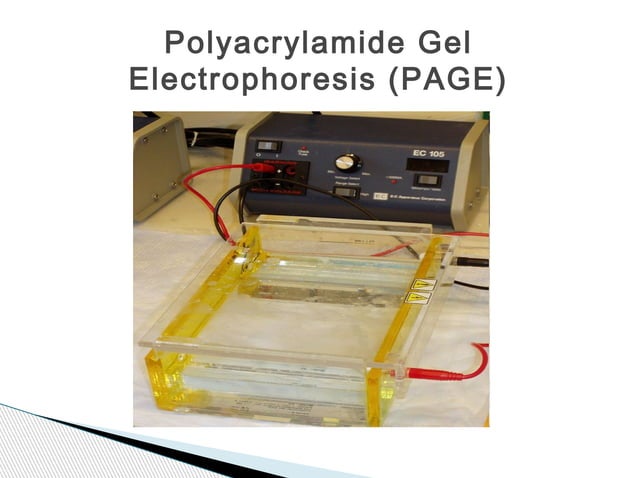 Scott Malcolm | What is the Process of Polyacrylamide Gel ...