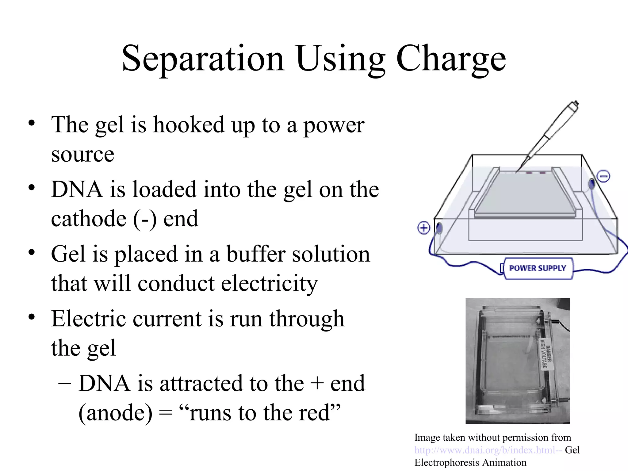 Scott malcolm | A Guide of Gel Electrophoresis Process with all Steps | PPT